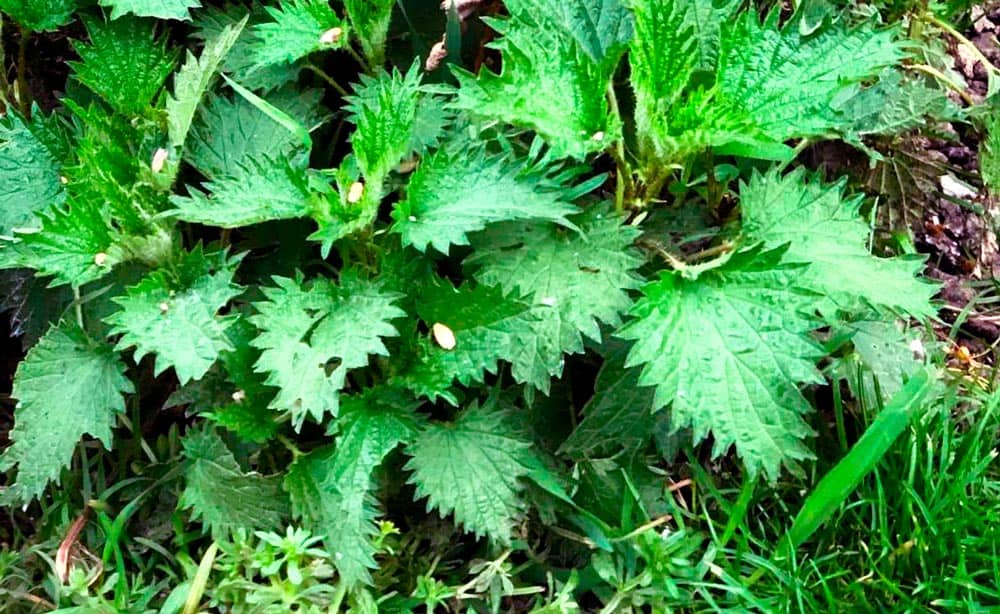 A Gift of Spring – The Nettle | Simply Support